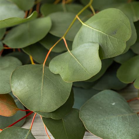 Silver Dollar Eucalyptus Bulk Fresh Eucalyptus For Diy And Events