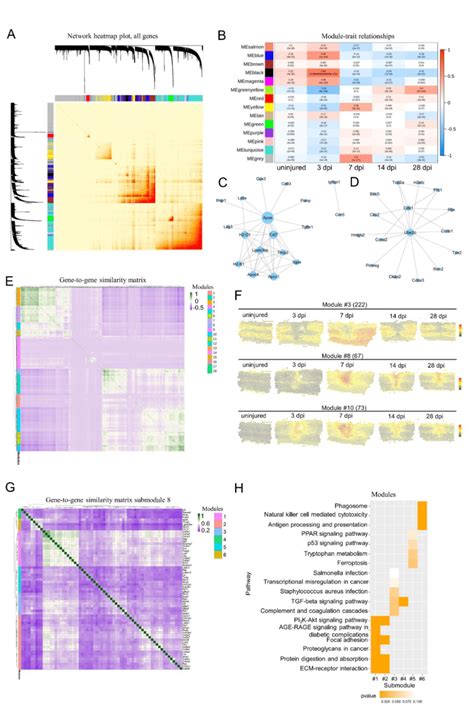Spatiotemporal Dynamics Of Genes Expression During The Maturation Of Download Scientific