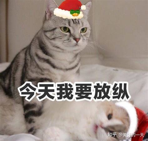 猫咪真的会“记仇”吗？亲身经历告诉你答案 知乎