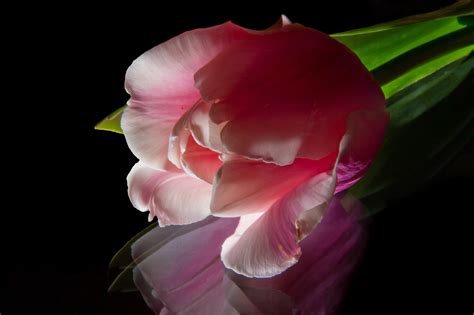 Free Images Nature Blossom Flower Petal Bloom Tulip Spring