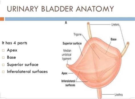 Apex Urinary Bladder