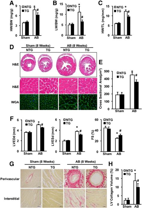 Overexpression Of Interferon Regulatory Factor 7 Irf7 Attenuates