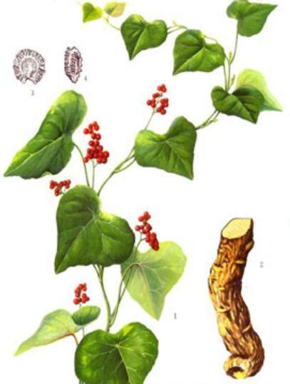 防己的功效与作用本草纲目草部 一 防己在线阅读 本草纲目 育盟健康养生网