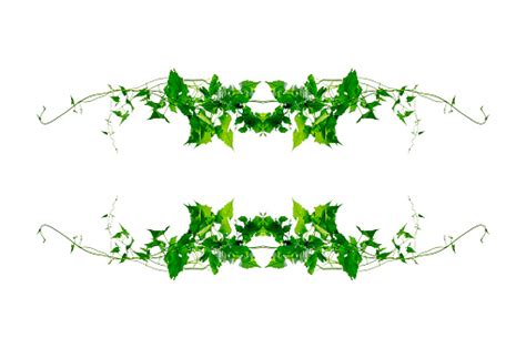 잎 트위스트 덩굴 리아나 정글 식물 은 클리핑 경로와 흰색 배경에 고립 0명에 대한 스톡 사진 및 기타 이미지 0명 곡선 관목 Istock