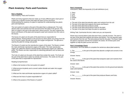 Plant Anatomy Parts And Functions Teaching Resources