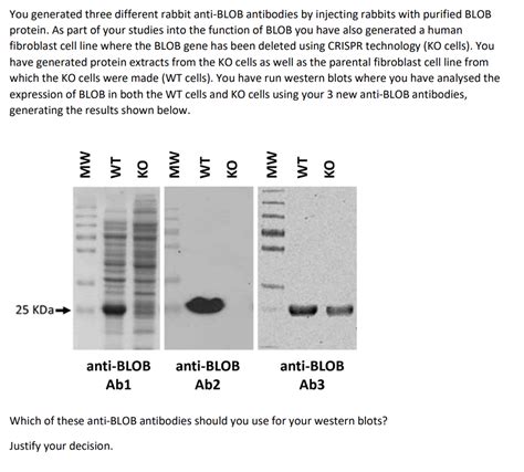 Solved You Generated Three Different Rabbit Anti BLOB Chegg