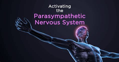 Activating The Parasympathetic Nervous System Addiction Recovery