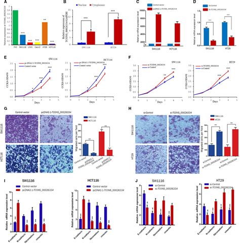 Tcons00026334 Induces Emt Reversal And Inhibits Aggressive Phenotypes