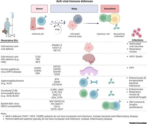 Human Genetic Errors Of Immunity Illuminate An Adaptive Arsenal Model Of Rapid Defenses Trends