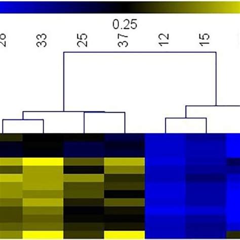 Heat Map Representing The Hcl Analysis Using Euclidean Distance With