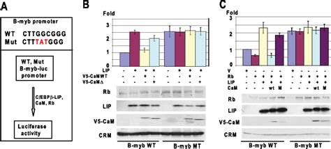 C Ebp Lip Activates The B Myb Promoter Via A Release Of E2f1rb Mediated