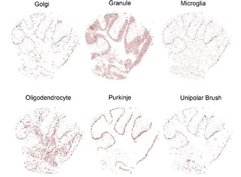 Slide Seq A Scalable Technology For Measuring Genome Wide Expression At High Spatial Resolution