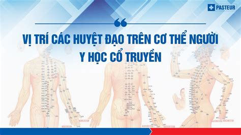 Vị Trí Các Huyệt đạo Trên Cơ Thể Người Y Học Cổ Truyền Trường Cao