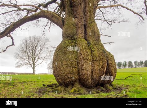 A Tree With A Bulbous Trunk Near The River Ribble At Hurst Green Lancashire UK Stock Photo Alamy