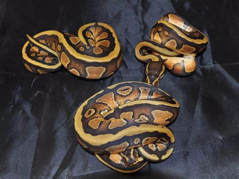 Morph List World Of Ball Pythons