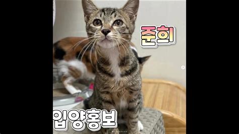 이쁜고양이 구조묘 파양묘 유기묘 무료분양 우리댕냥이카페 1월4일 분양정보 공유하기로 친구들과함께 보세요 D 좋아요 와 구독 누르면 좋은집사님 찾는데 큰 도움이됩니다 유기