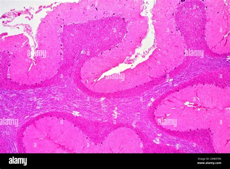 Human Cerebellum Cortex Section X At Cm Wide Stock Photo Alamy