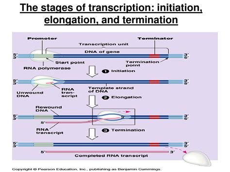 Ppt Genetic Code Flow In Cells Transcription And Translation Overview
