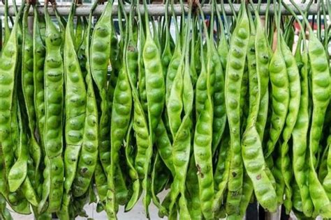 Amazing Benefits Of Petai Tips Tricks