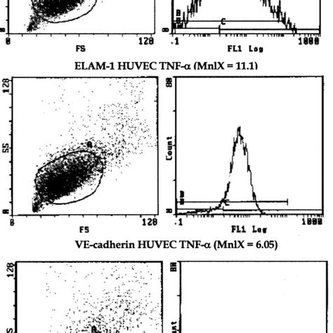 Flow Cytometry Analysis Of Ve Cadherin And Elam 1 Expression On Huvec