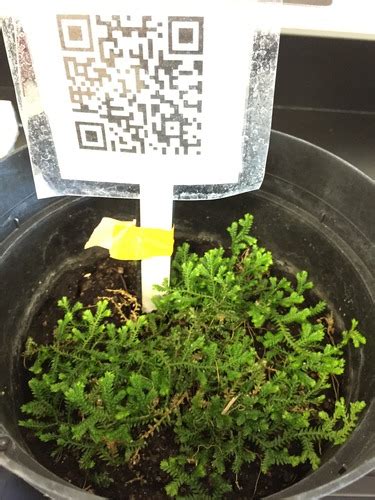 Plants Flashcards Quizlet