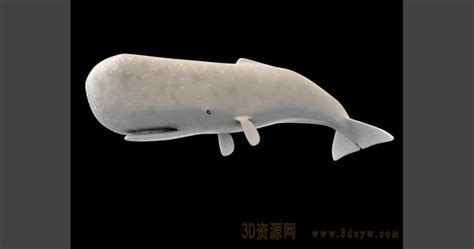 卡通白鲸 抹香鲸 鲸鱼动画 3D资源网 国内最丰富的3D模型资源分享交流平台