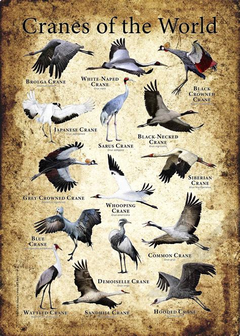 Cranes Of The World Poster Print