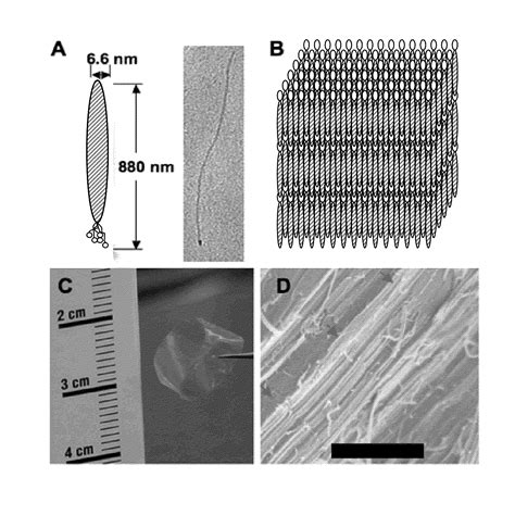 Recombinant Bacteriophages Useful For Tissue Engineering Eureka Patsnap