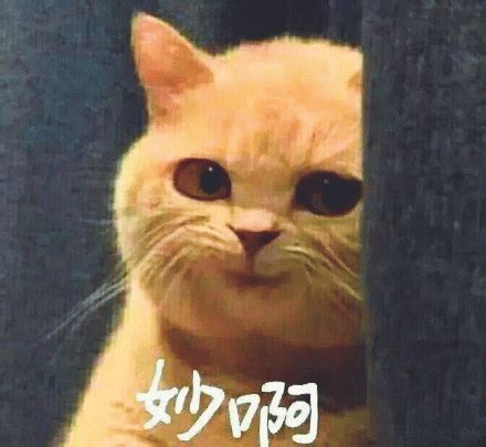 妙啊表情包图片gif动图 求表情网 斗图从此不求人
