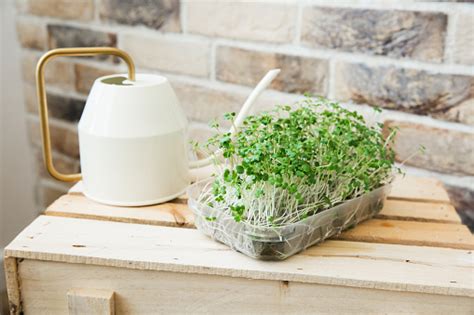 정원 내부에 신선한 마이크로 그린과 급수 캔 어린 채소의 콩나물 원예 개념 건강한 영양 채식주의 선택적 초점 0명에 대한 스톡 사진 및 기타 이미지 Istock