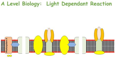 Light Reaction Diagram Unlabeled