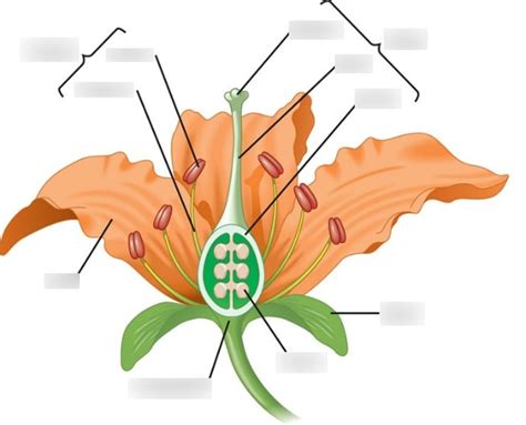 Biology Plant Reproduction Diagram Quizlet