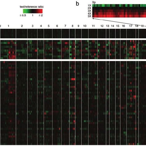 Genome Wide Measurement Of Dna Copy Number Alteration By Array Cgh A Download Scientific