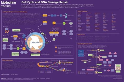 Cell Cycle DNA Damage Repair In Cancer Poster Bio Techne