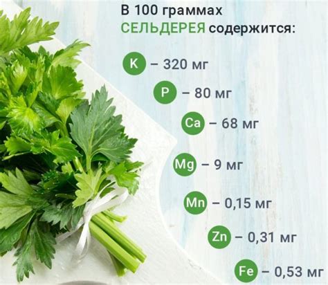 Корень сельдерея: полезные свойства, противопоказания, использование