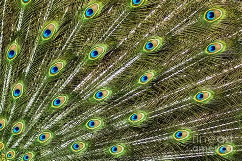 Peacock Feather Abstract Pattern Photograph By Darleen Stry