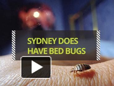 Sydney Does Possess Bed Bugs And How To Bed Bug Control Presentation Free To Download