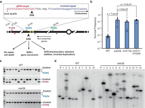 Nci Division Of Cancer Biology On Linkedin Double Strand Breaks Induce