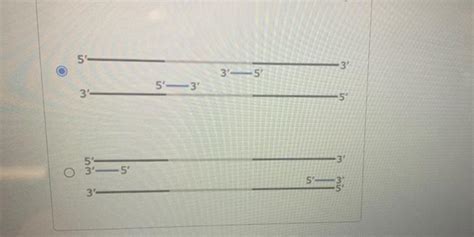 Solved Consider The Double Stranded Dna Molecule Below Tha