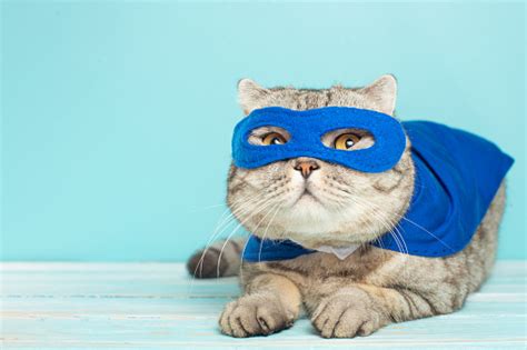 슈퍼 히어로 고양이 파란색 망 토와 마스크와 스코틀랜드 Whiskas 슈퍼 히어로 슈퍼 고양이 지도자의 개념 고양이 새끼에 대한 스톡 사진 및 기타 이미지 Istock