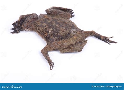 Surinam Toad Pipa Pipa Stock Image Image Of Fauna Species 137555391