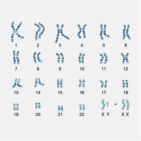 Karyotype Definition