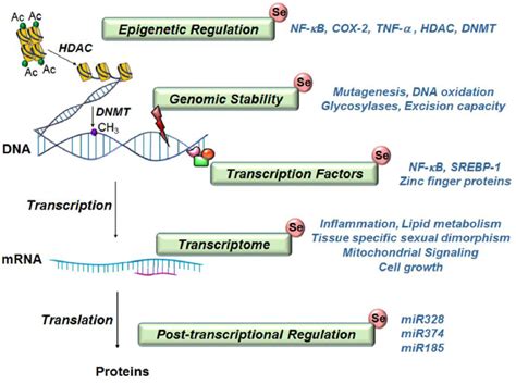 Figure 2 From Selenium At The Redox Interface Of The Genome Metabolome