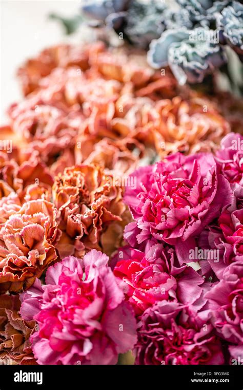 Carnation Flower Colors