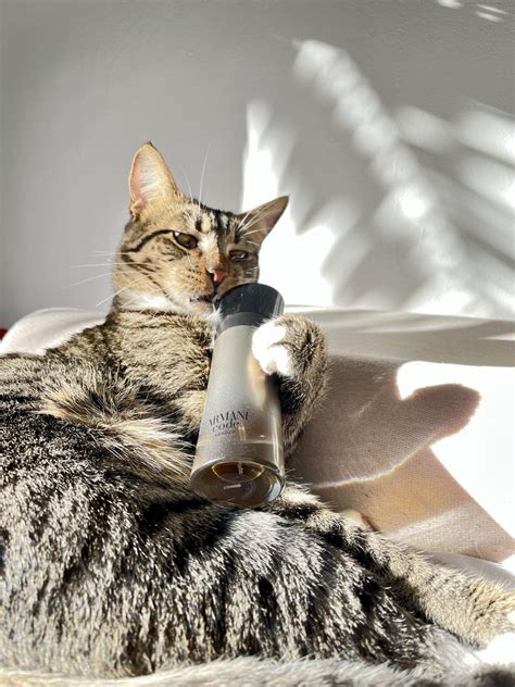 Armani Code Absolu Giorgio Armani Cologne A Fragrance For Men 2019