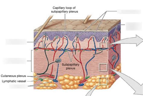 Layers Of Dermis Papillary Reticular