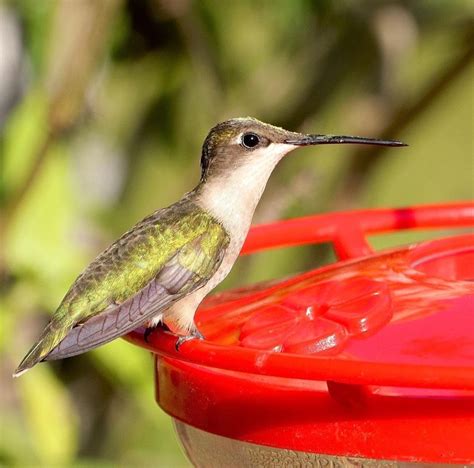 Ruby Throated Hummingbird Backyard Visitors