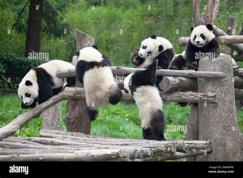 Panda Clubs Playing Outdoors At The Giant Panda Breeding Centre In Wolong National Nature