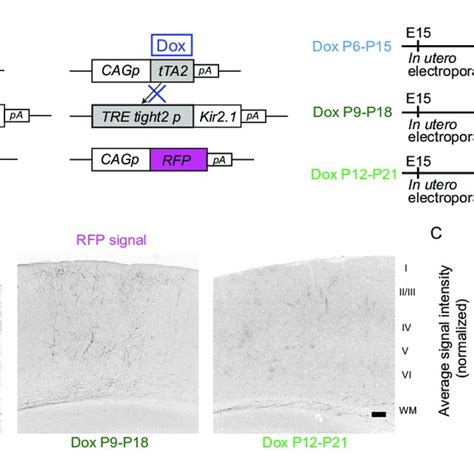 A Critical Period For Restoration Of Callosal Axon Projections A