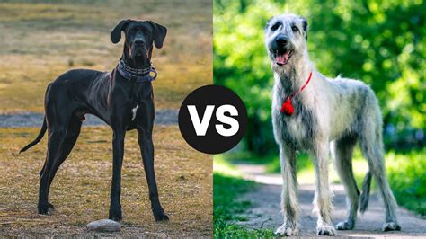 Great Dane Vs Irish Wolfhound Which Breed Suits You Best